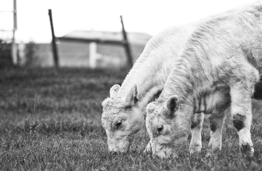 Cloning Frequently Asked Questions